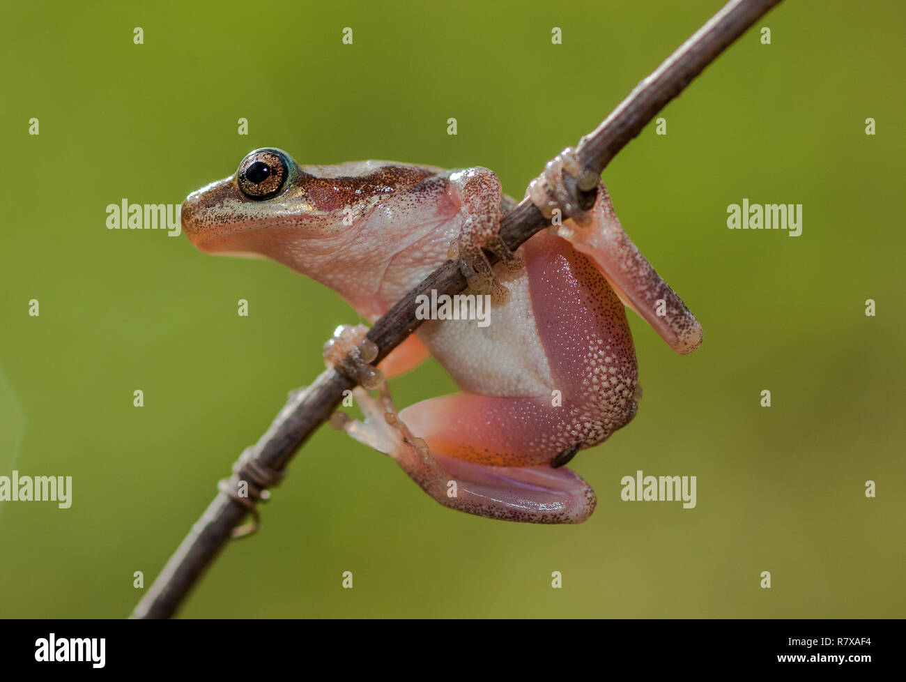 Northern Dwarf Tree Frog Stock Photo - Alamy