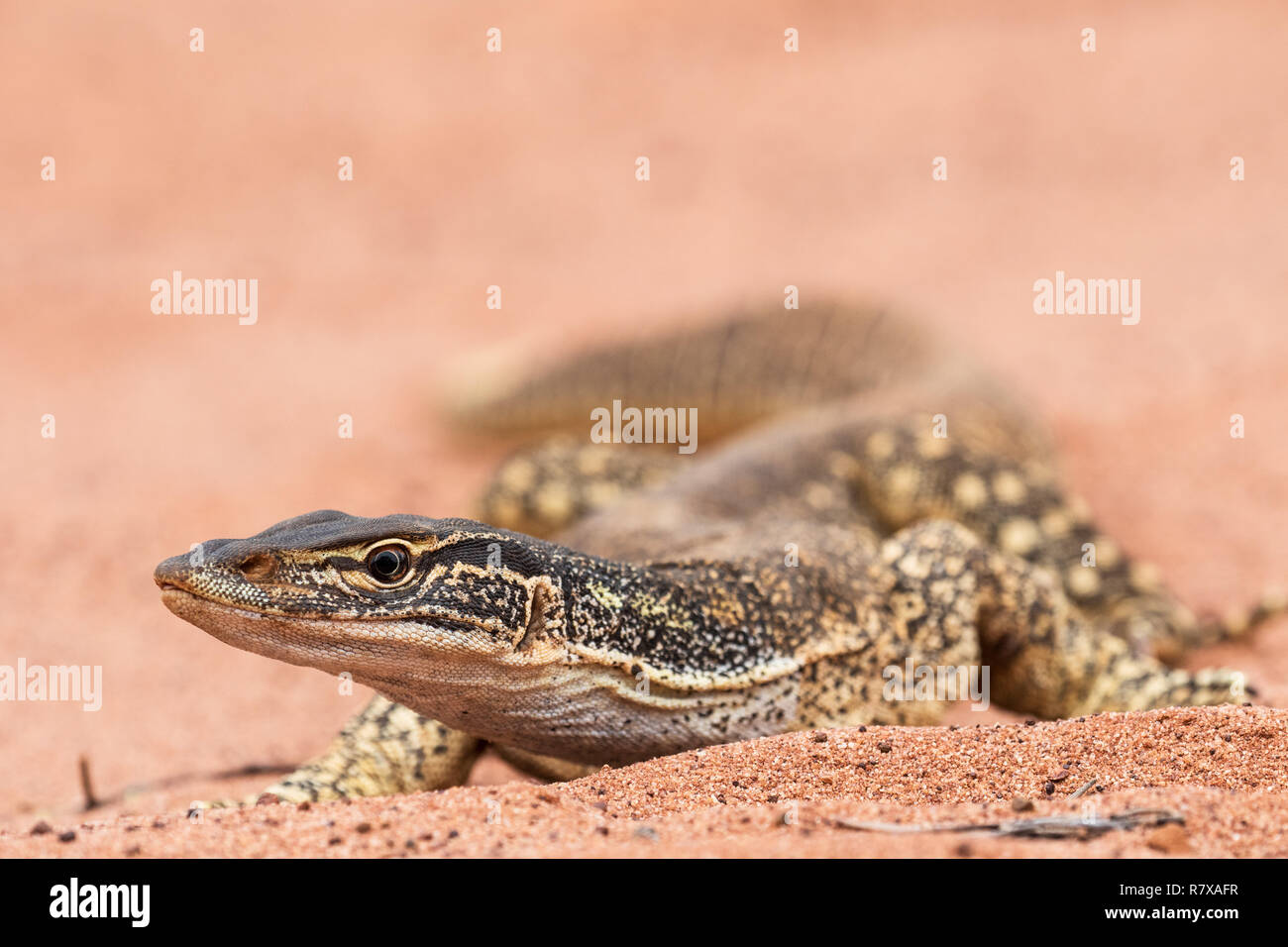 Sand monitor varanus gouldii hi-res stock photography and images - Alamy