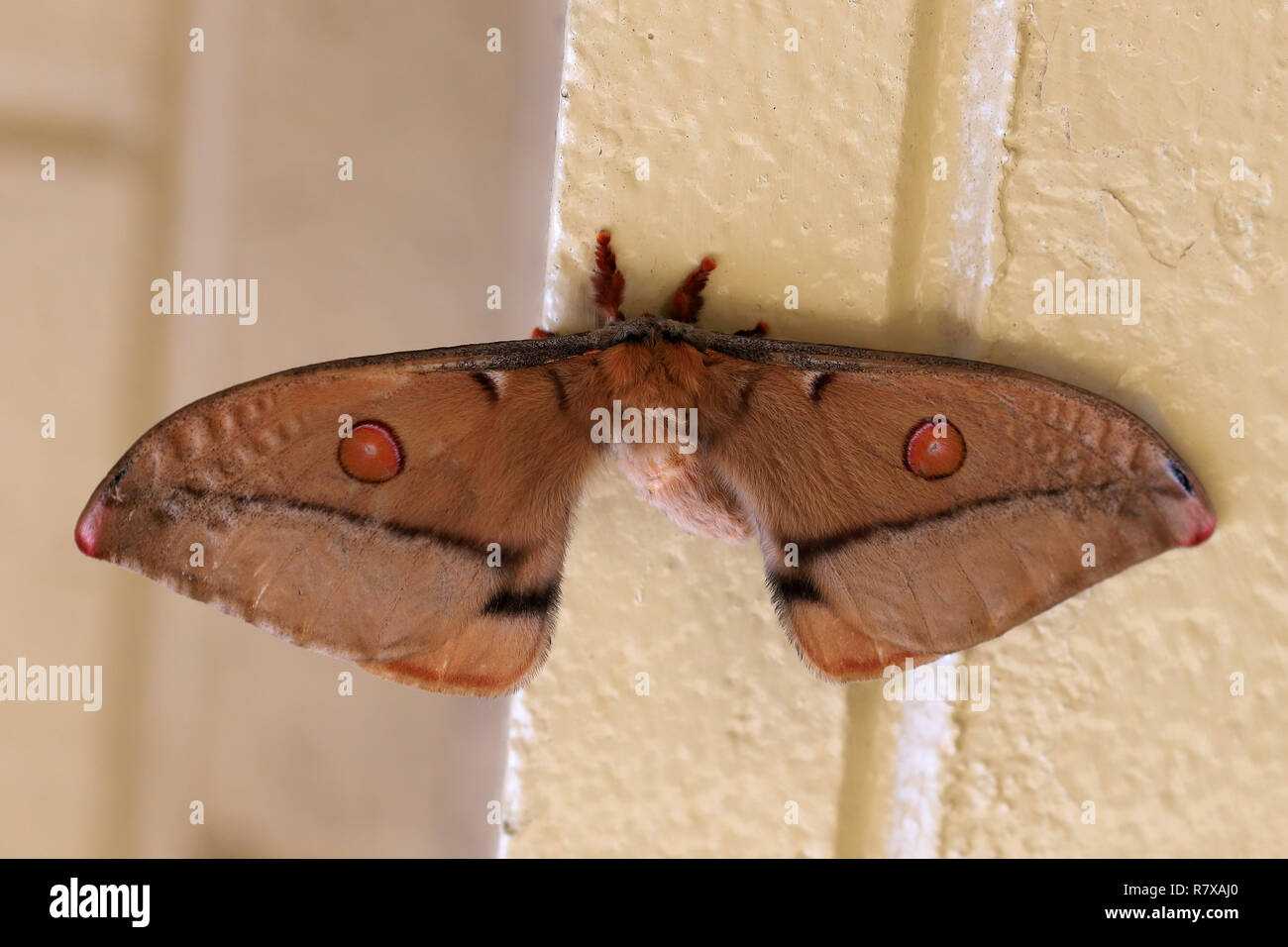 Gum moth hi-res stock photography and images - Alamy