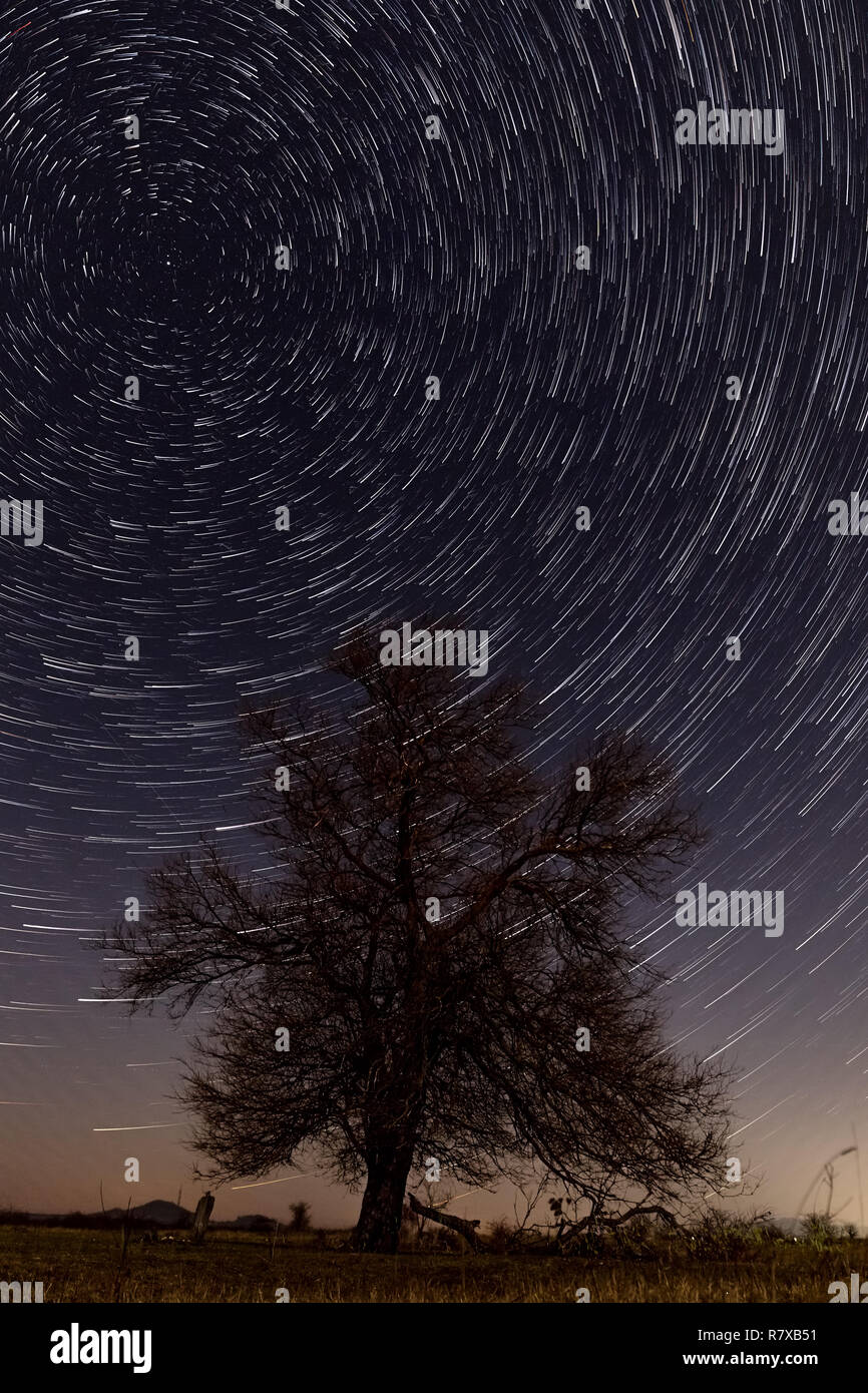 Stars circumpolar tree sky astronomy hi-res stock photography and ...