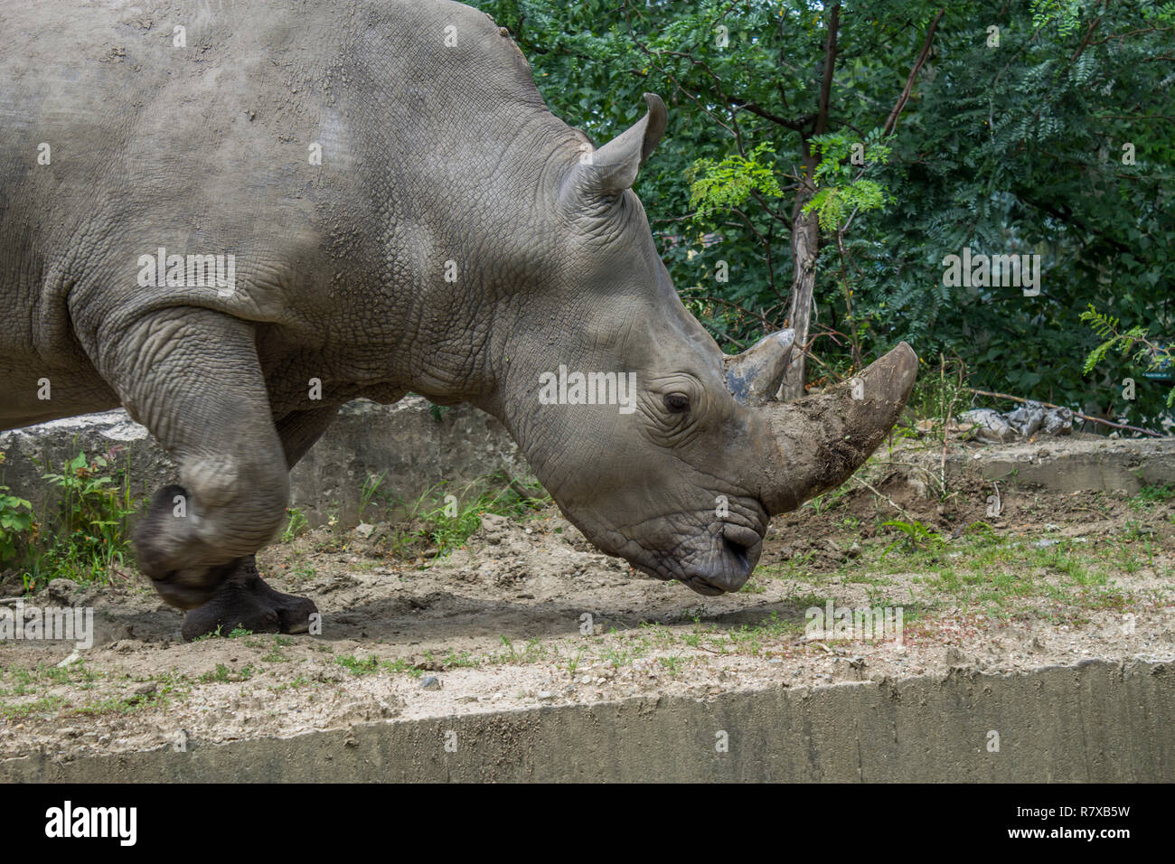 Rhino horns wildlife hi-res stock photography and images - Alamy