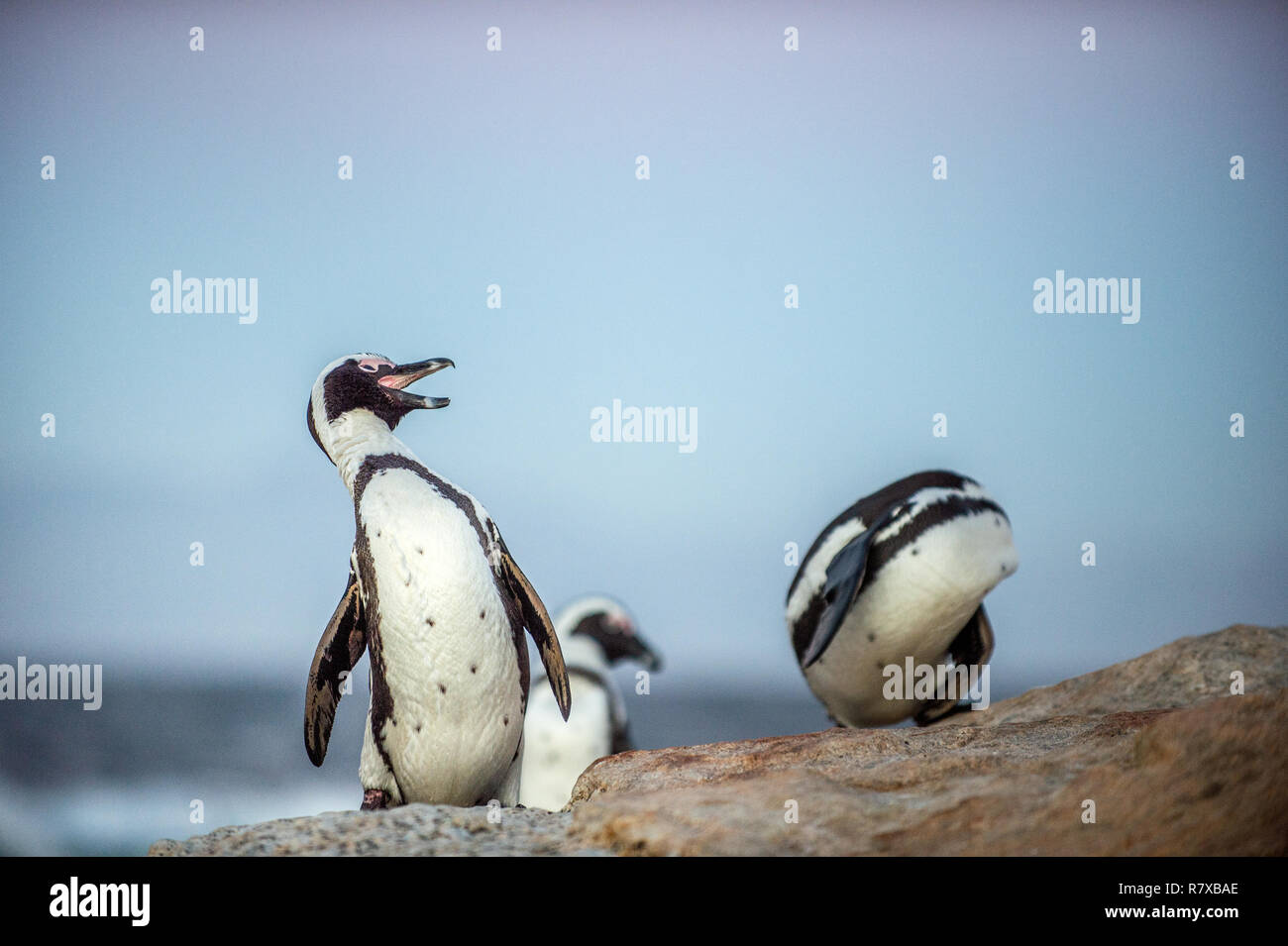 The African penguins in evening twilight, sunset sky. Scientific name ...