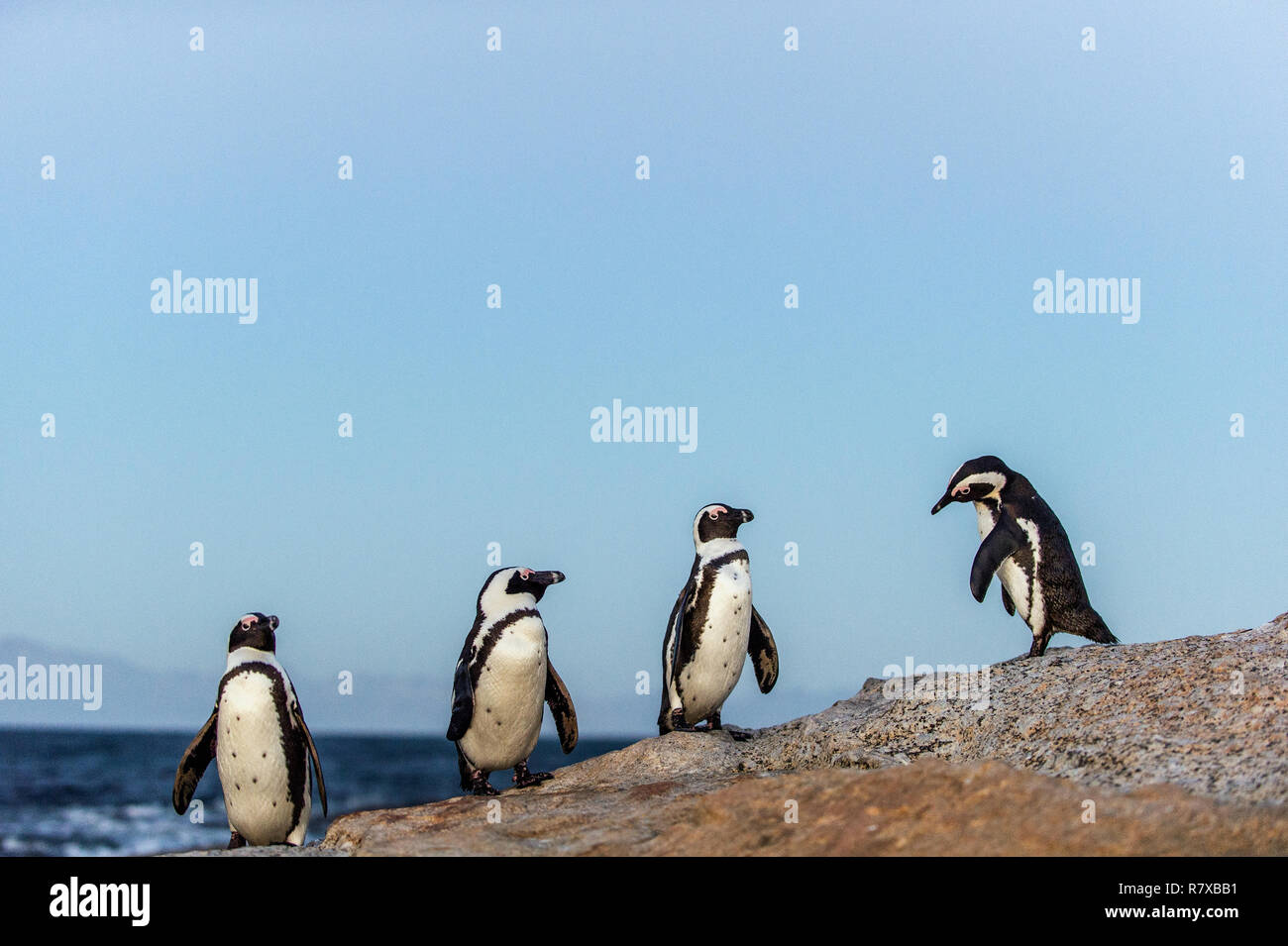 The African penguins in evening twilight, sunset sky. Scientific name ...