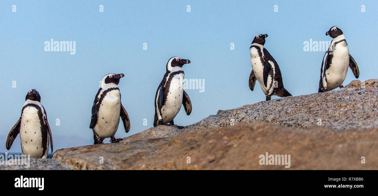 The African penguins in evening twilight, sunset sky. Scientific name ...