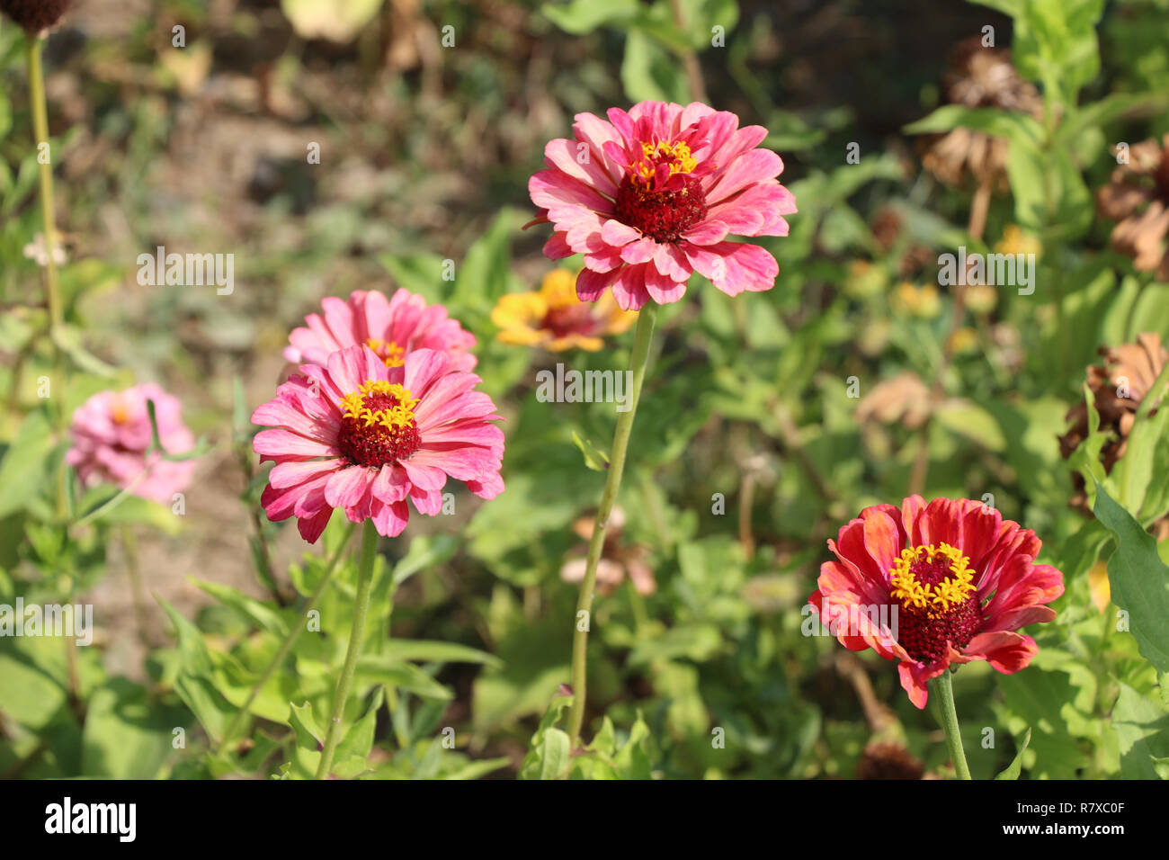 Beautiful fresh flowers in nature background Stock Photo - Alamy