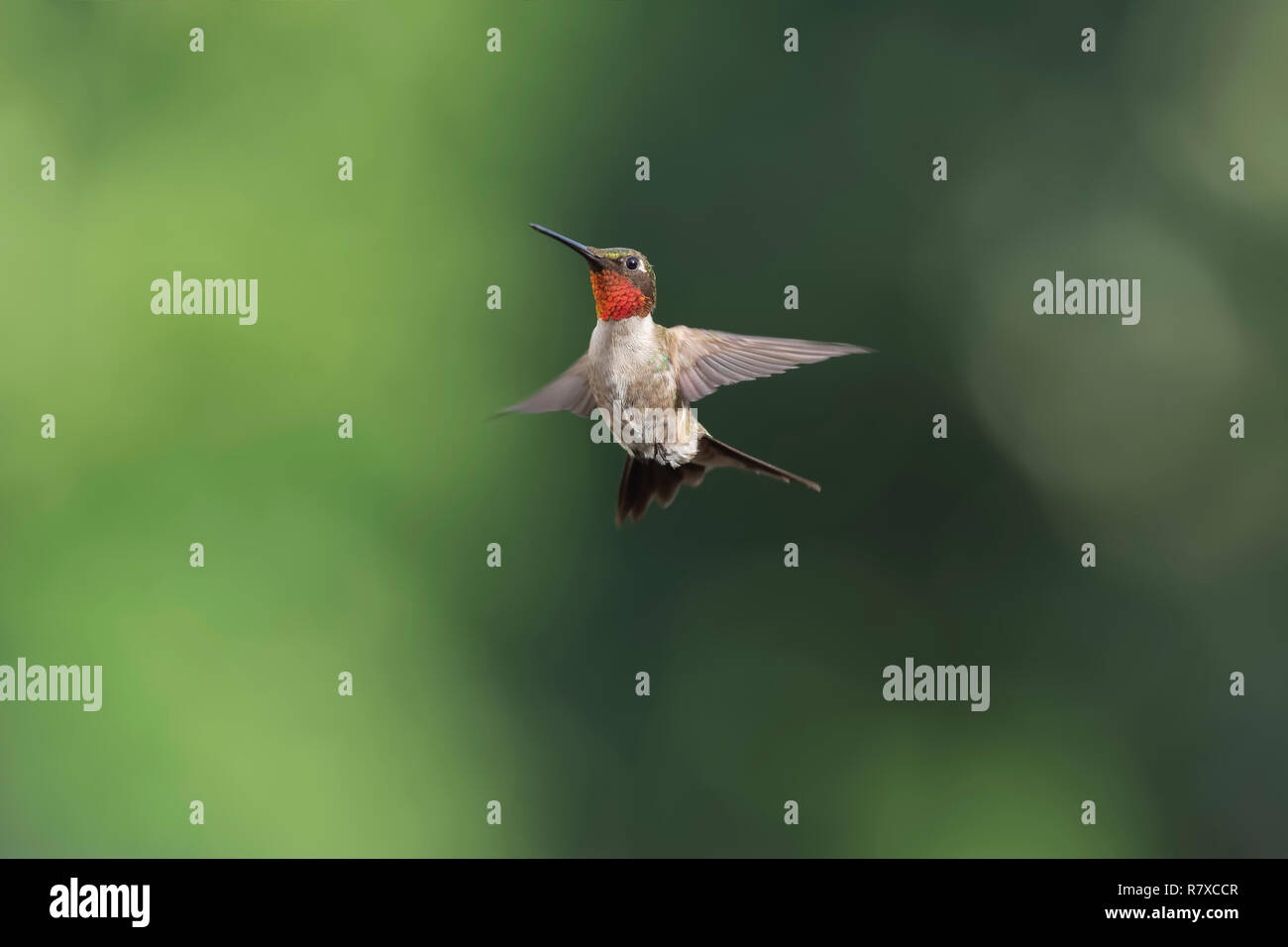 Male Ruby-throated Hummingbird in flight Stock Photo - Alamy