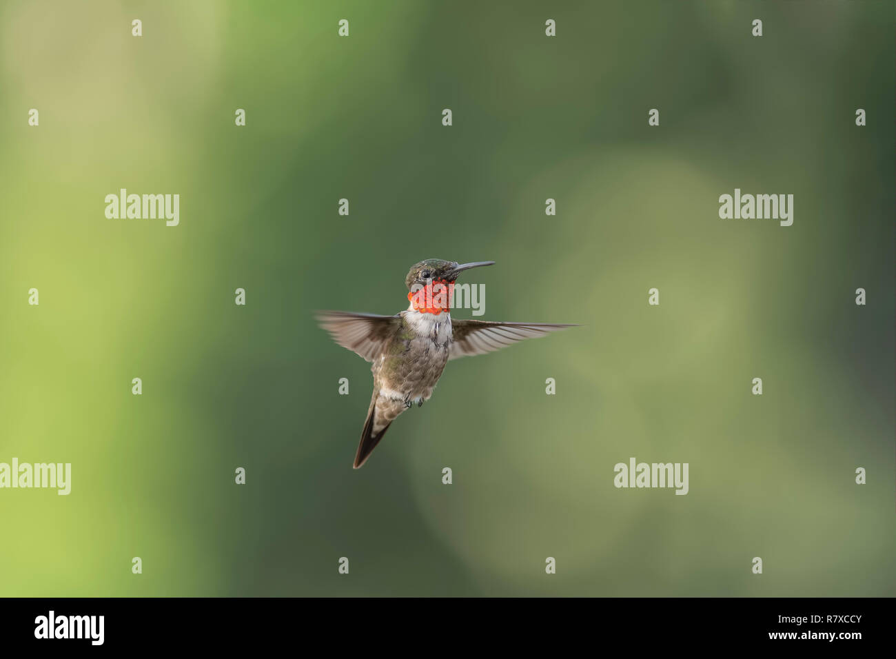 Male Ruby-throated Hummingbird in flight Stock Photo - Alamy