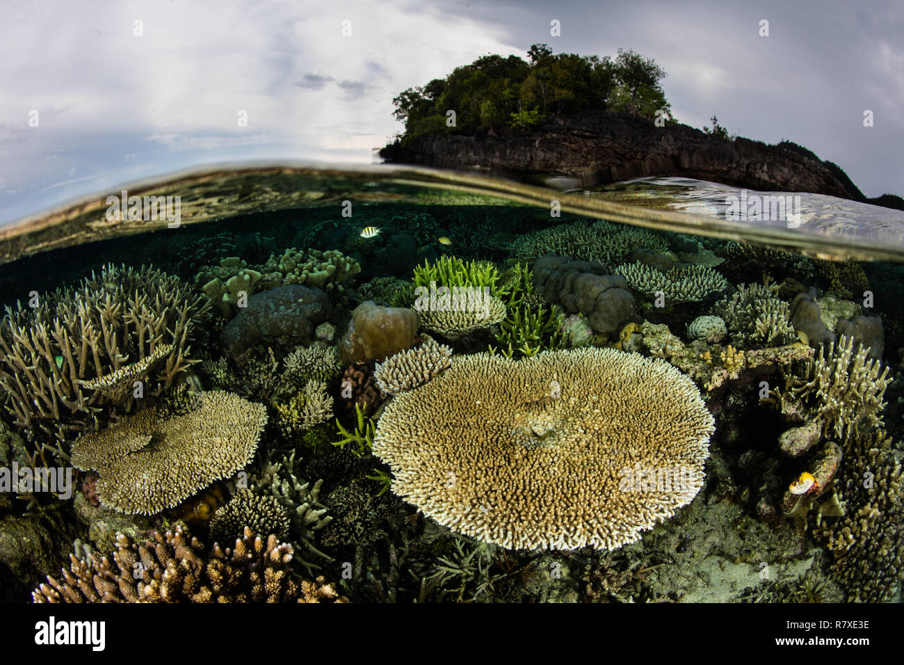 A beautiful coral reef grows among the remote islands of Raja Ampat ...