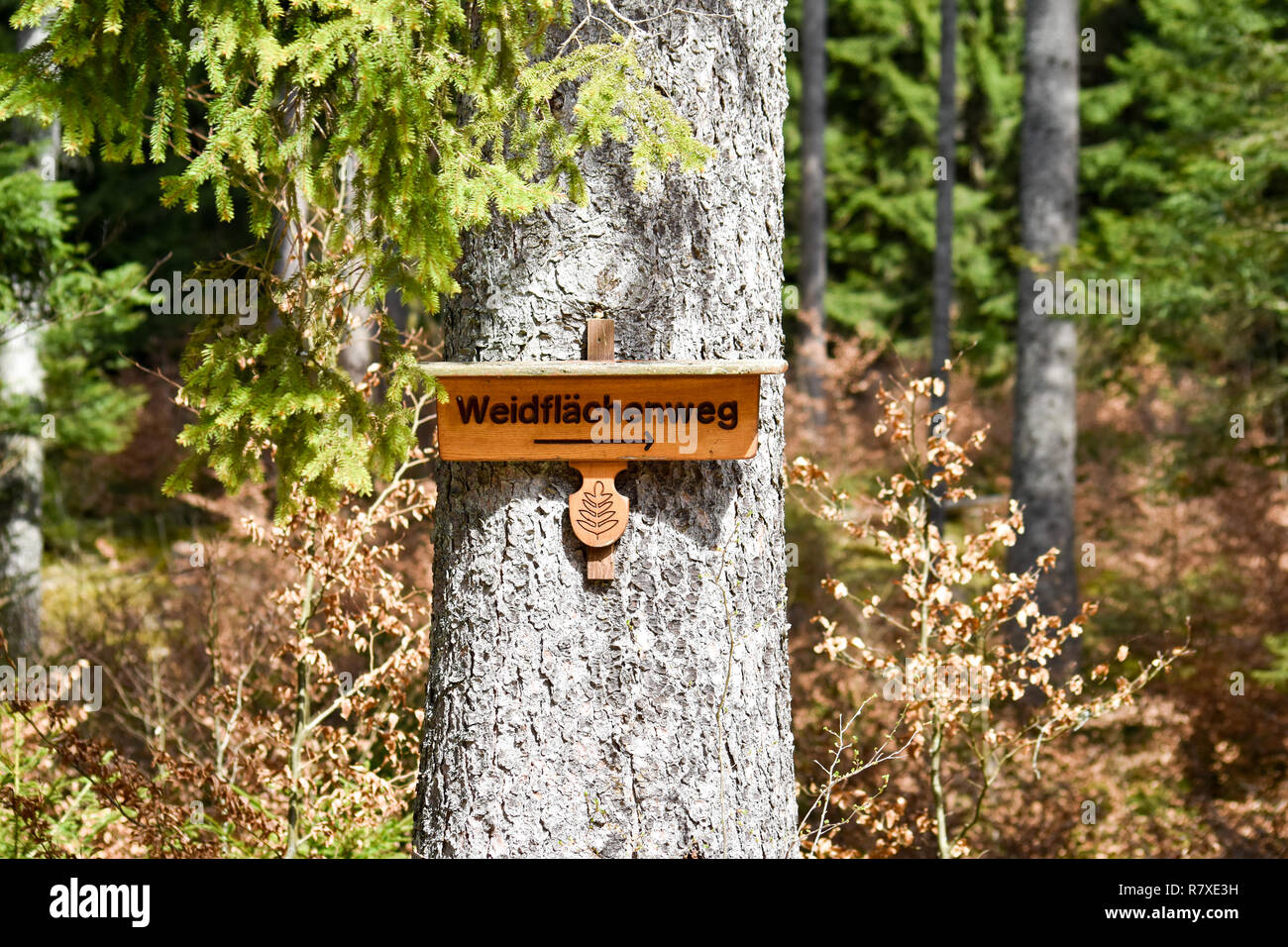 Forest trail sign Stock Photo - Alamy