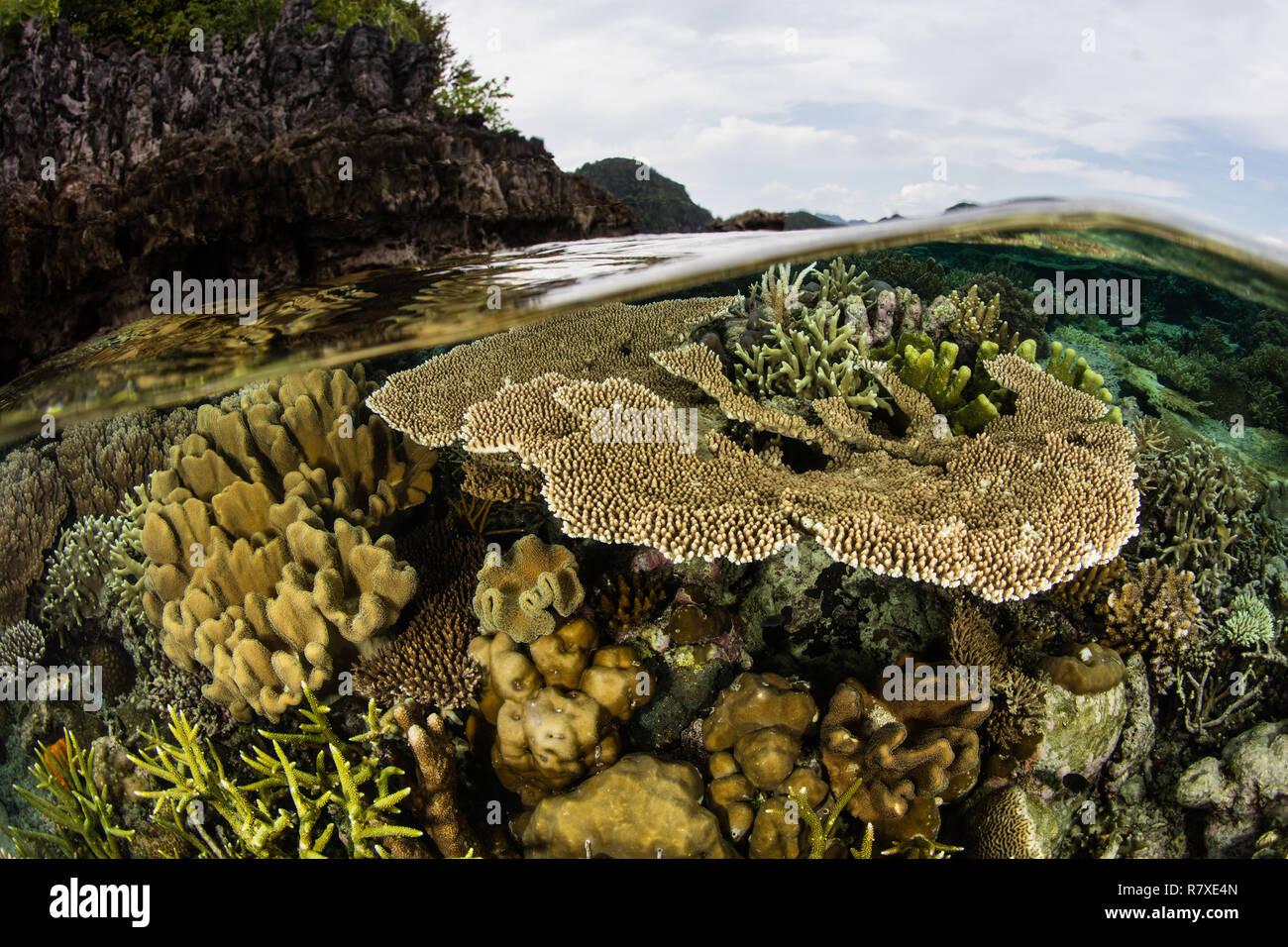 A beautiful coral reef grows among the remote islands of Raja Ampat ...