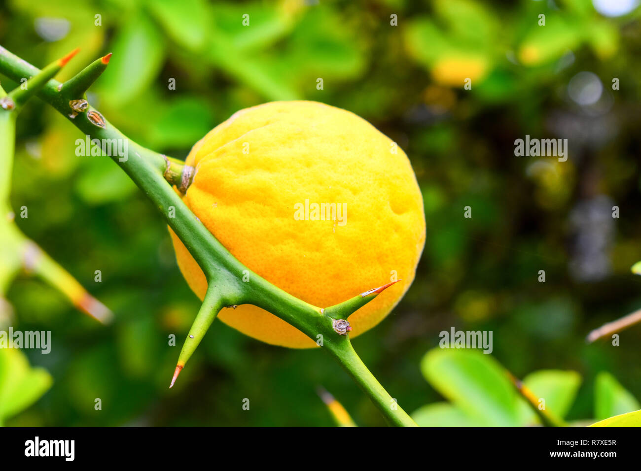 Citrus fruits, lemon on the tree with leaves Stock Photo - Alamy