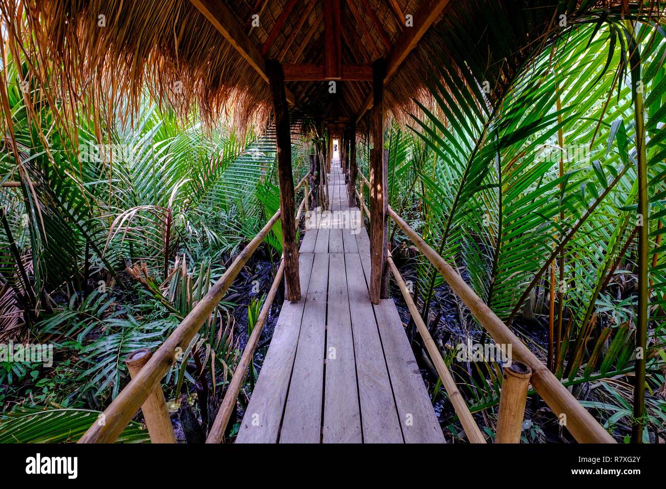 Cambodia, Kampot province, Kampot, water coconuts trees Stock Photo - Alamy