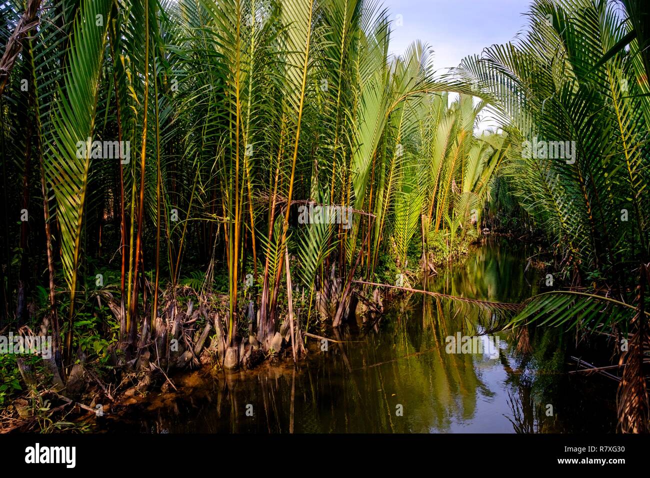 Cambodia, Kampot province, Kampot, water coconuts trees Stock Photo - Alamy