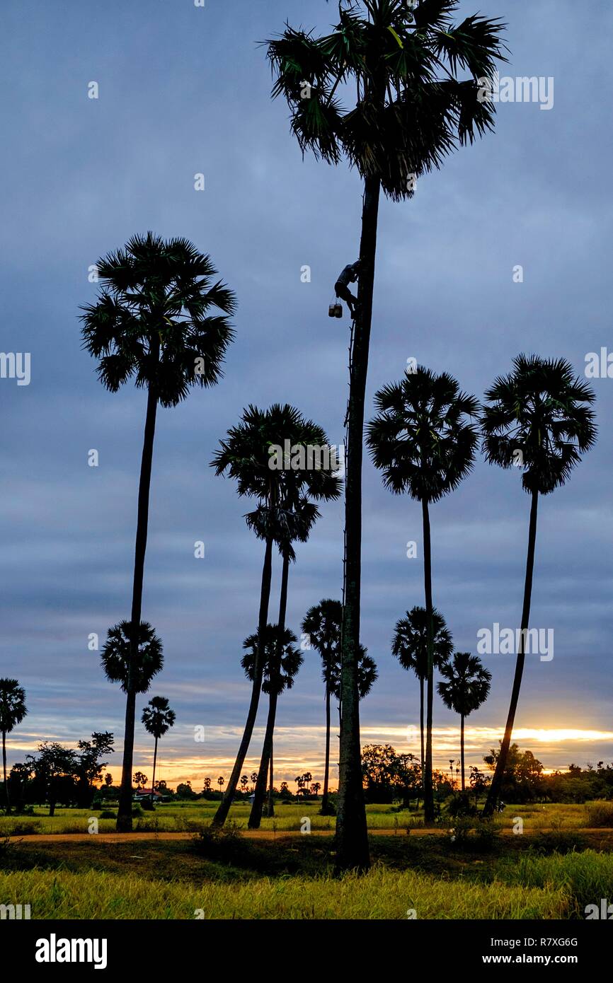 Cambodia, Kompong Chhnang or Kampong Chhnang, Harvesting wine palm tree ...