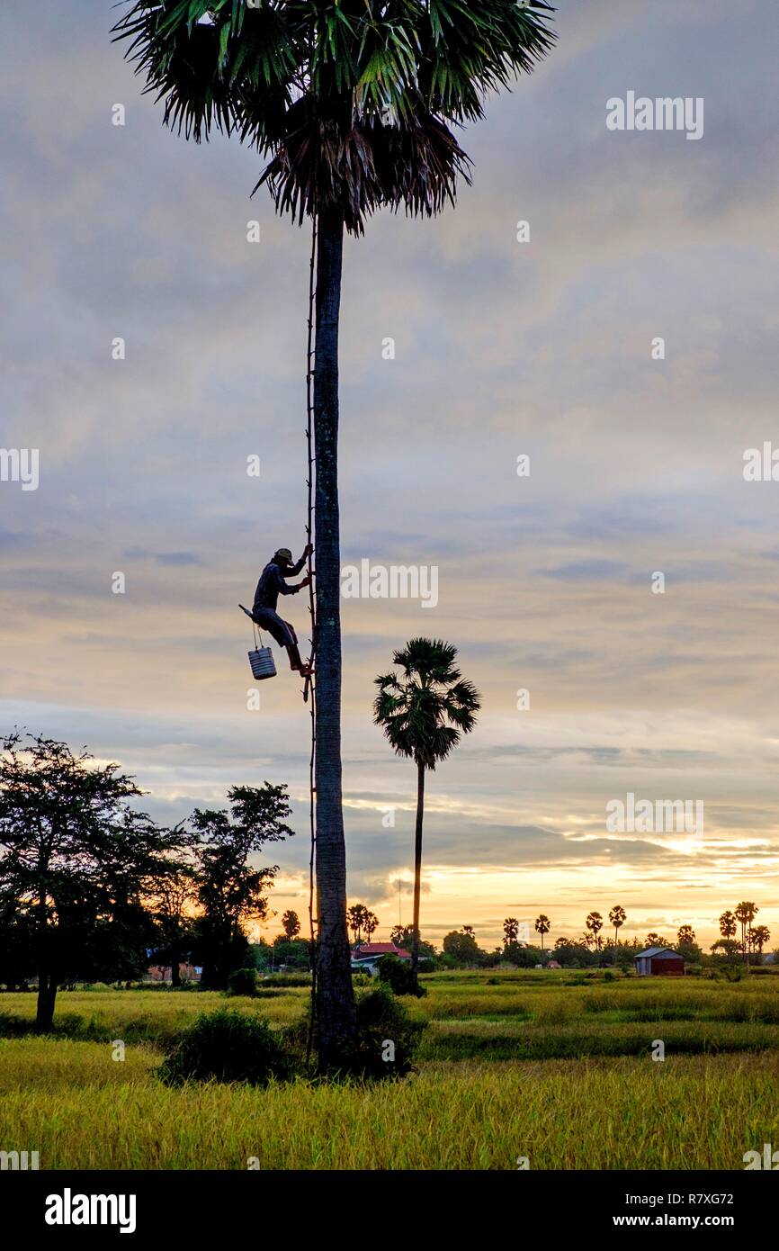 Cambodia, Kompong Chhnang or Kampong Chhnang, Harvesting wine palm tree ...