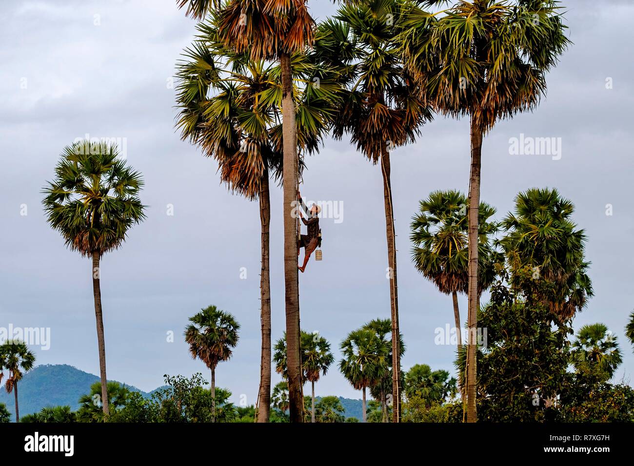 Cambodia, Kompong Chhnang or Kampong Chhnang, Harvesting wine palm tree ...