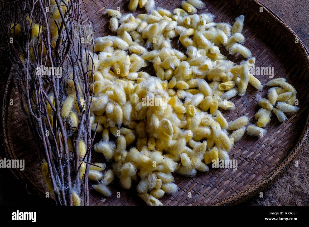 Cambodia, Kompong Thom, handicraft, Silk farm, cocoons Stock Photo - Alamy