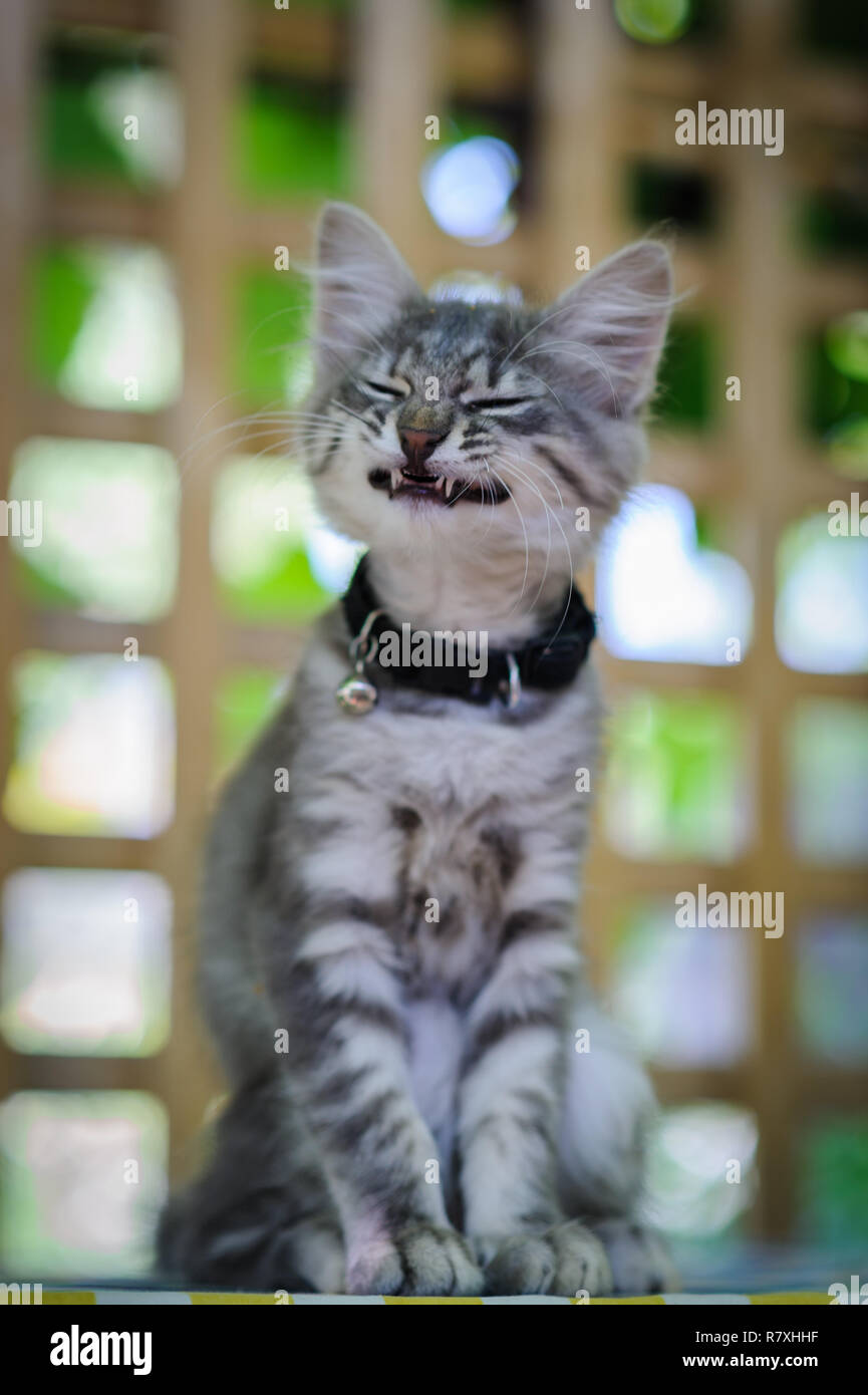 Smiley Cat High Resolution Stock Photography and Images - Alamy