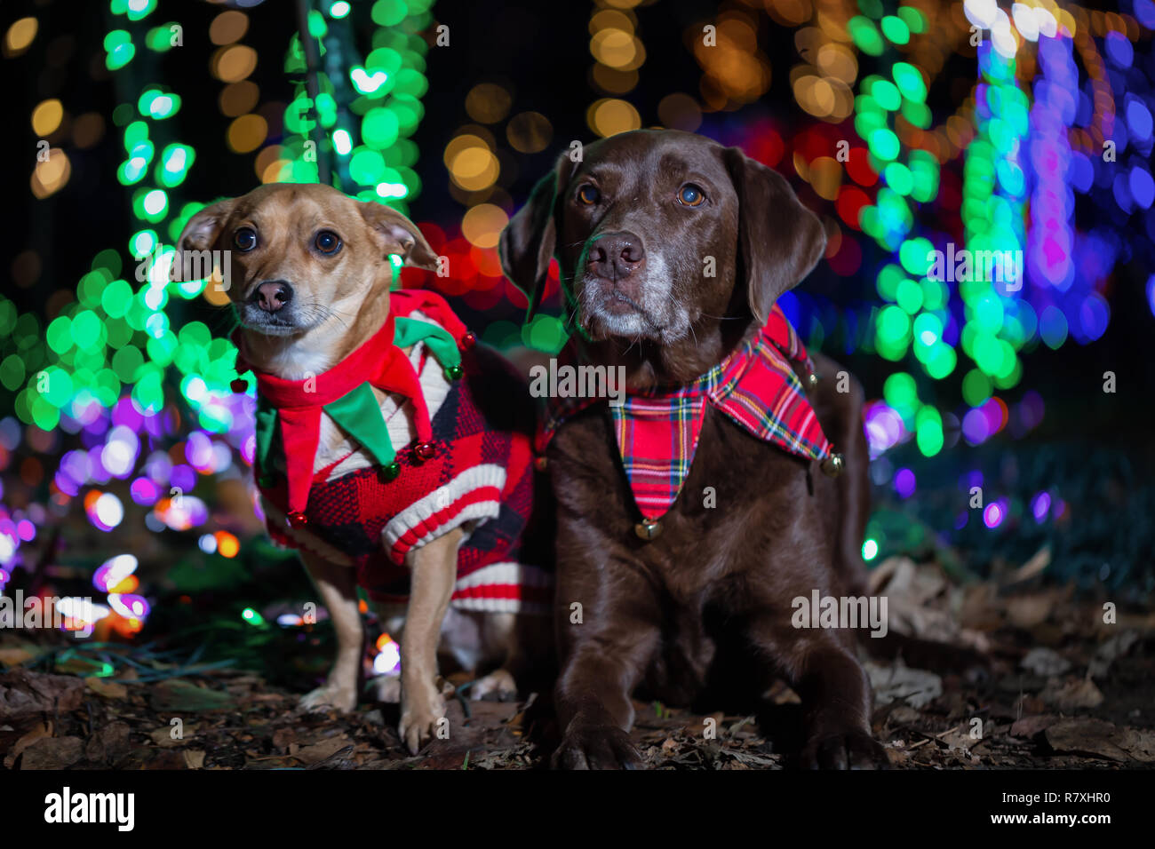 Labrador Retriever and Chihuahua dressed in Christmas Theme with lights ...
