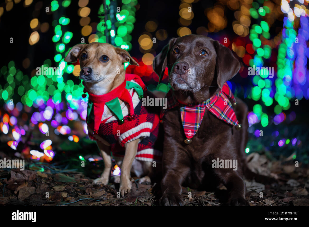 Labrador Retriever and Chihuahua dressed in Christmas Theme with lights ...