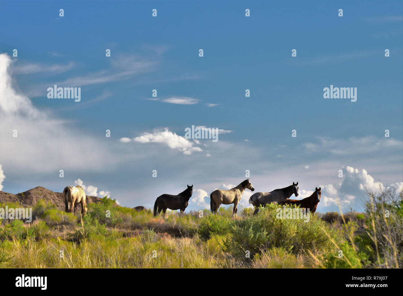 Mustang ridge hi-res stock photography and images - Alamy