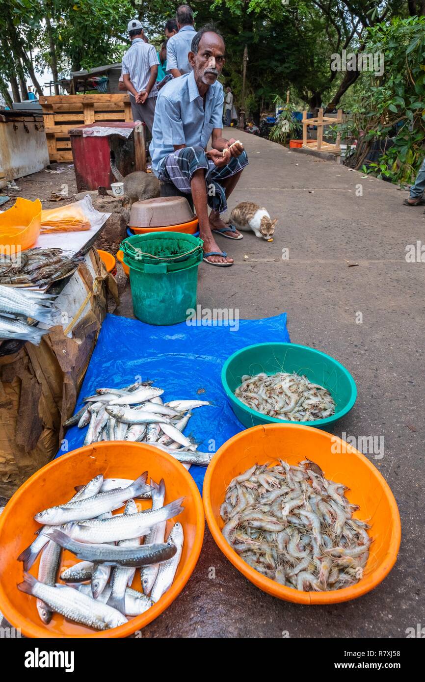 Kochi fish hi-res stock photography and images - Alamy