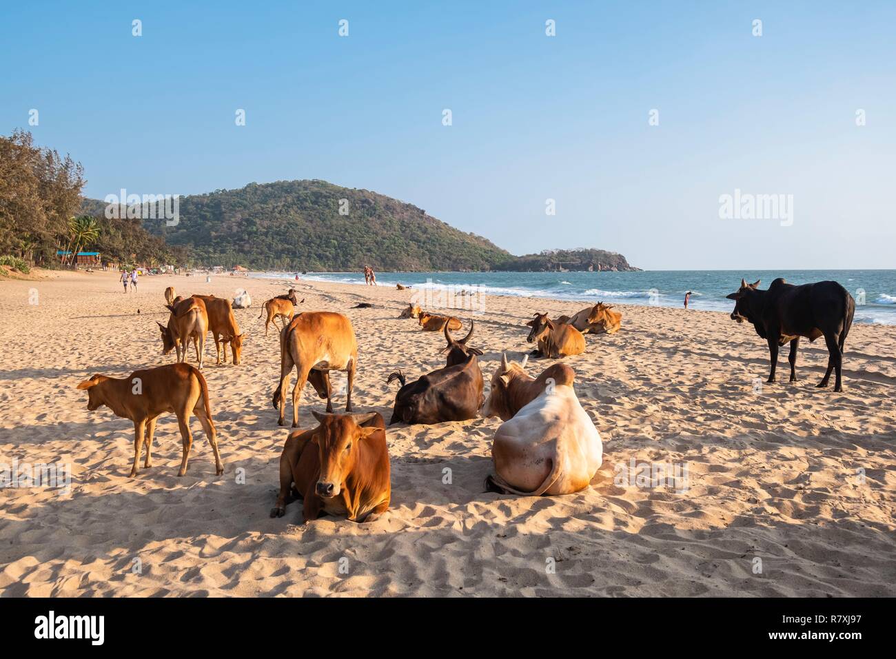 India, Goa, Agonda beach, cows resting on the beach Stock Photo - Alamy