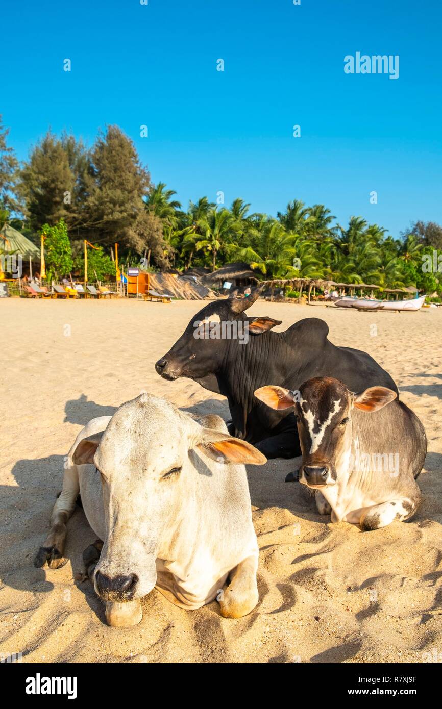 India, Goa, Agonda beach, cows resting on the beach Stock Photo - Alamy