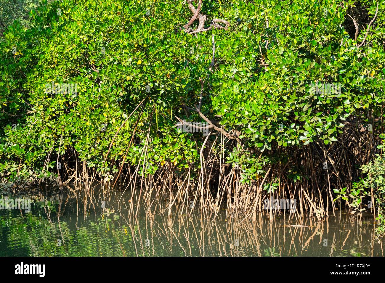 India, Goa, Agonda, mangrove Stock Photo - Alamy