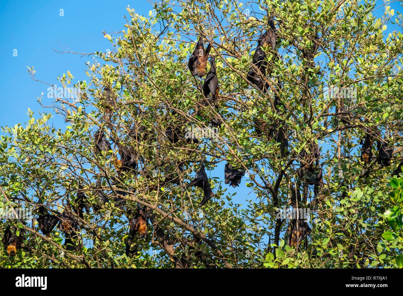 Bat tree hi-res stock photography and images - Alamy