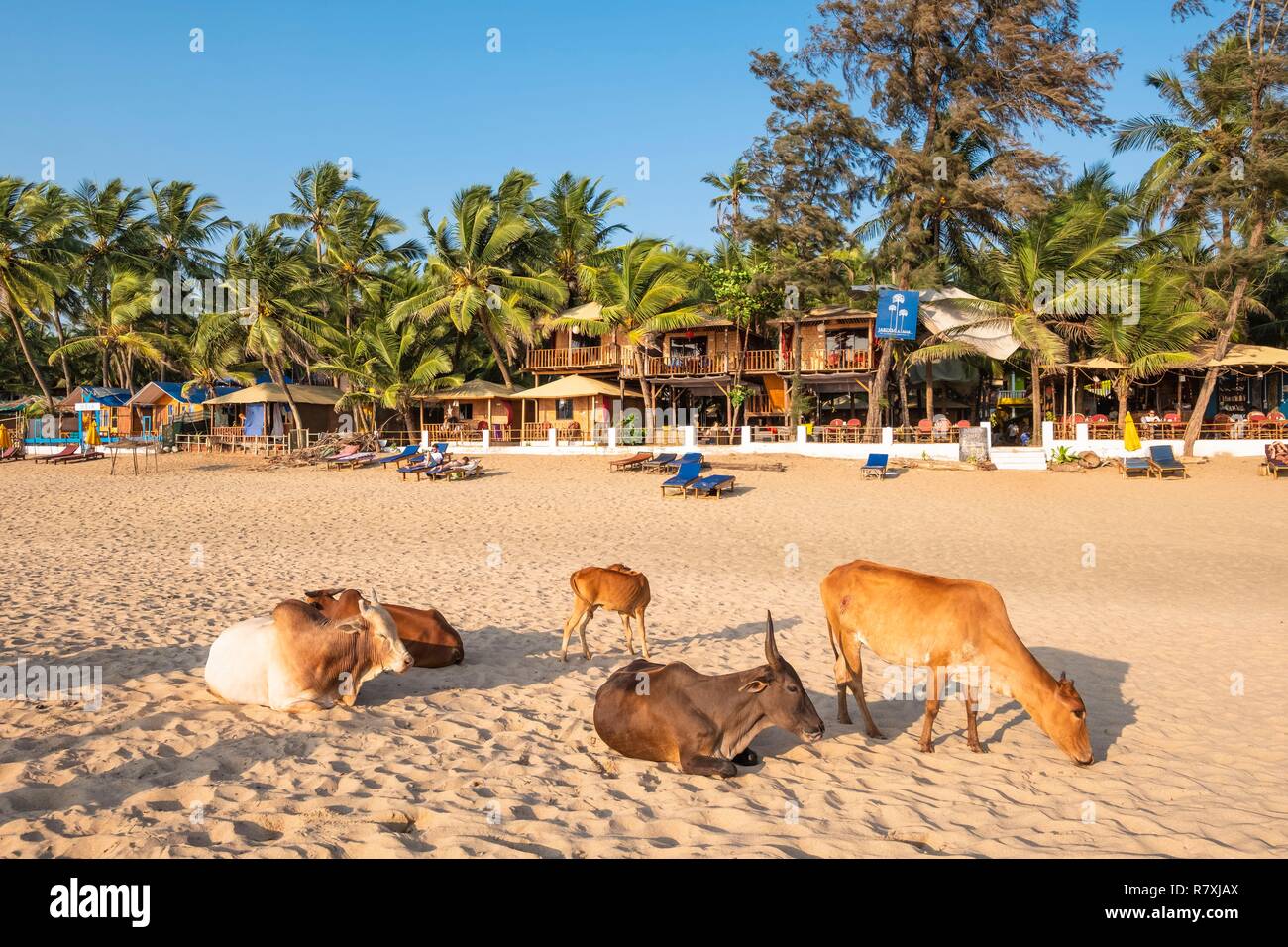 India, Goa, Agonda beach, cows resting on the beach Stock Photo - Alamy
