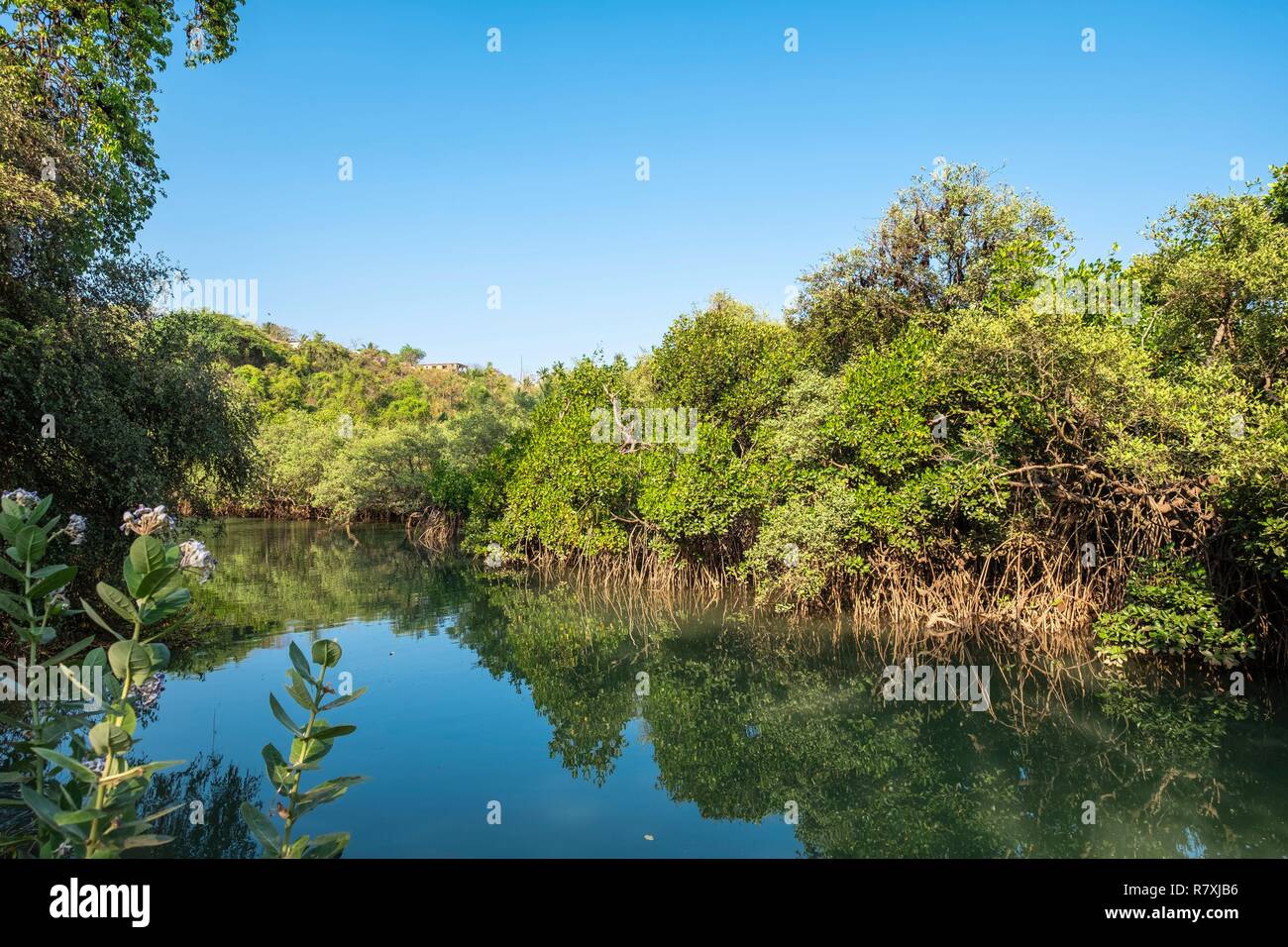 Mangrove india hi-res stock photography and images - Alamy