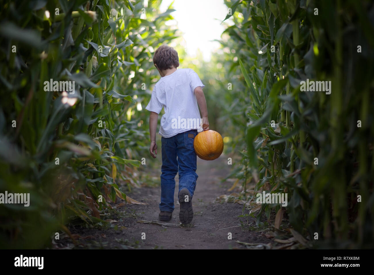 Child carry pumpkin hi-res stock photography and images - Alamy