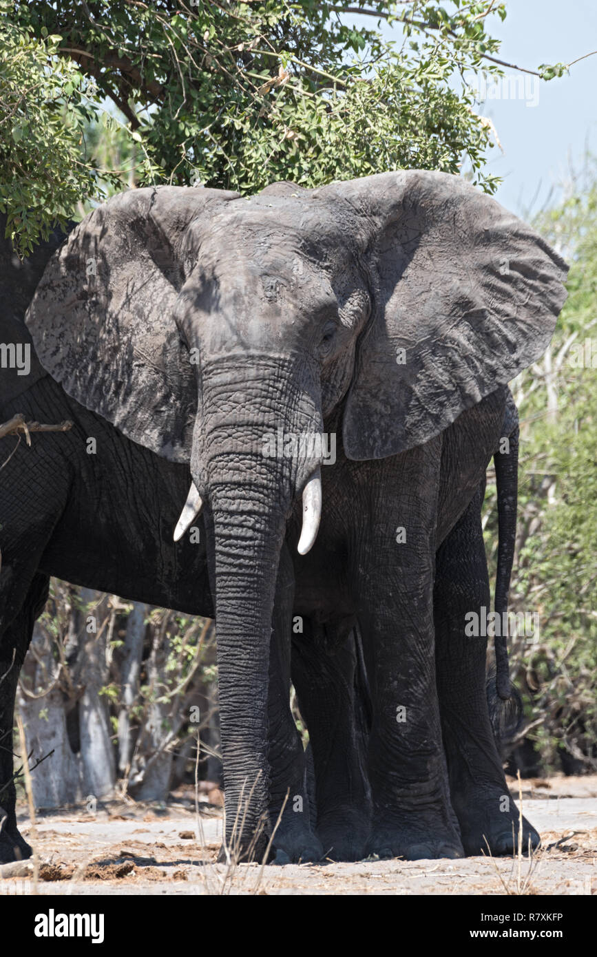 African elephant ear skin detail hi-res stock photography and images ...