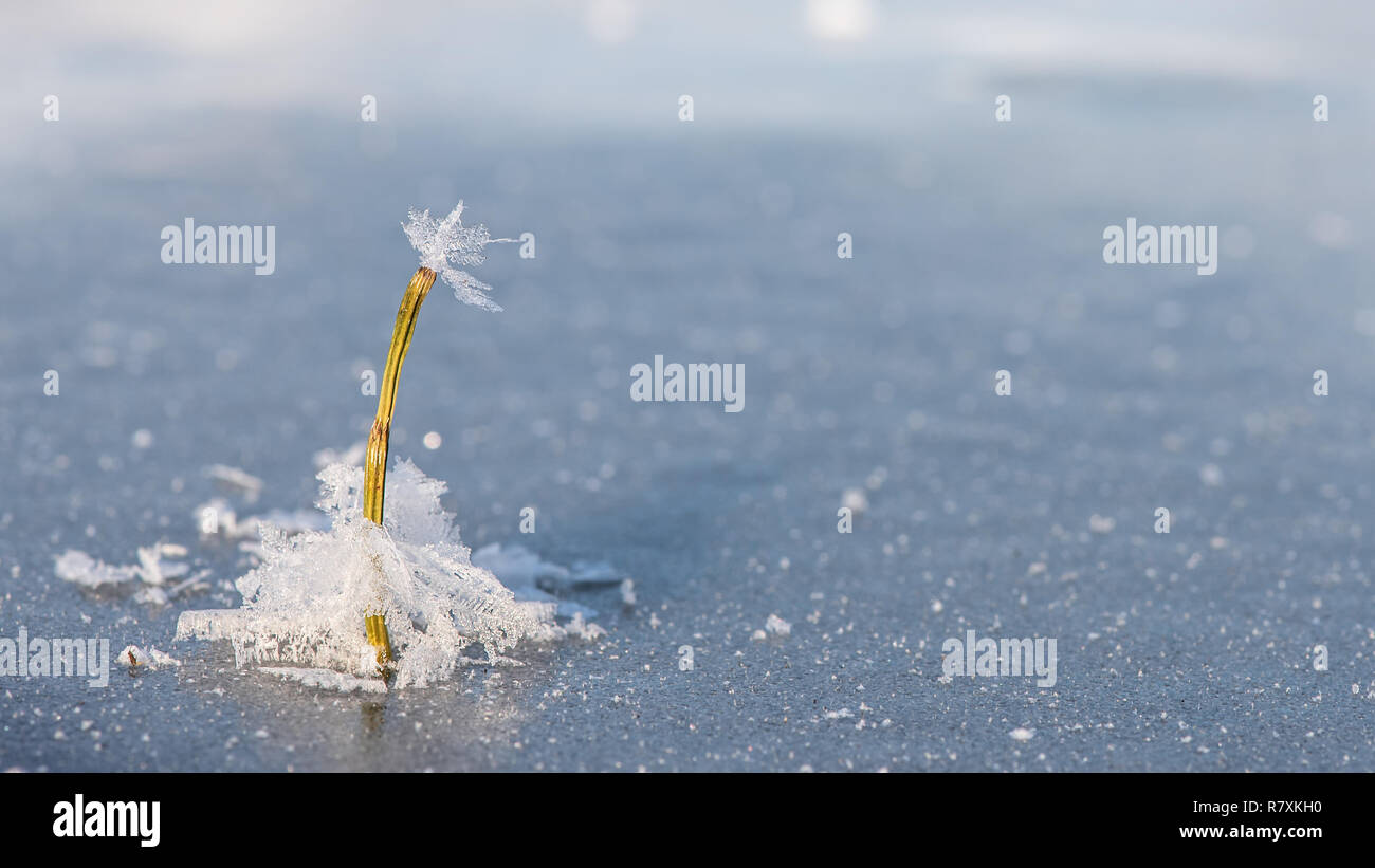 Concept - compelling. Lonely frozen plant is flooded with frozen ...
