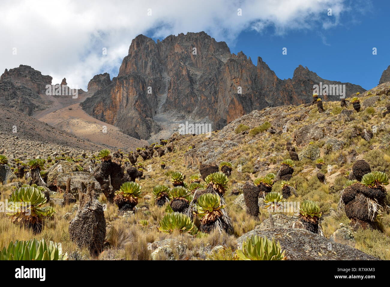 Giant groundsels with Mount Kenya at the background as seen from Sirmon ...