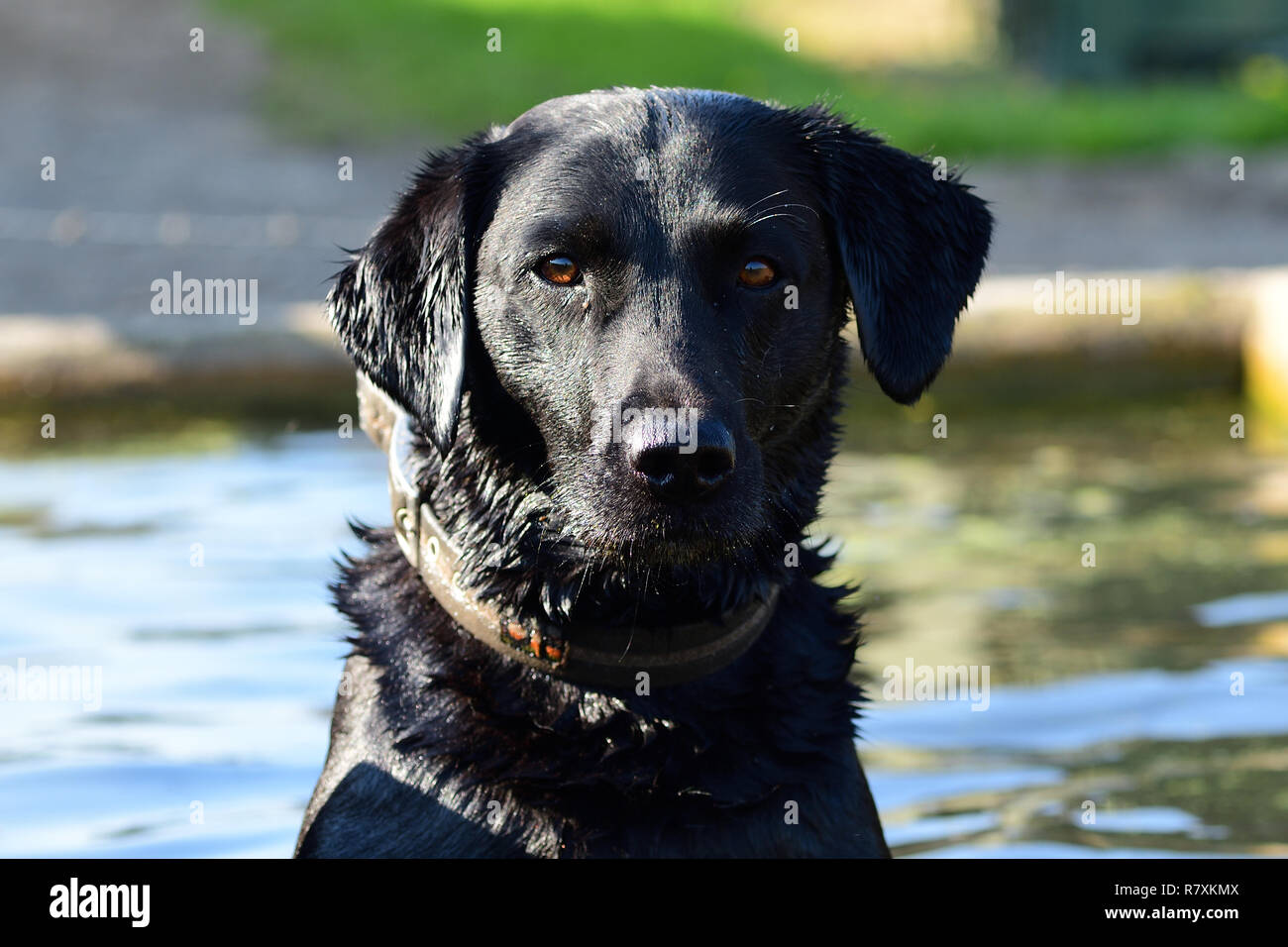Closeup wet black labrador retriever hi-res stock photography and ...