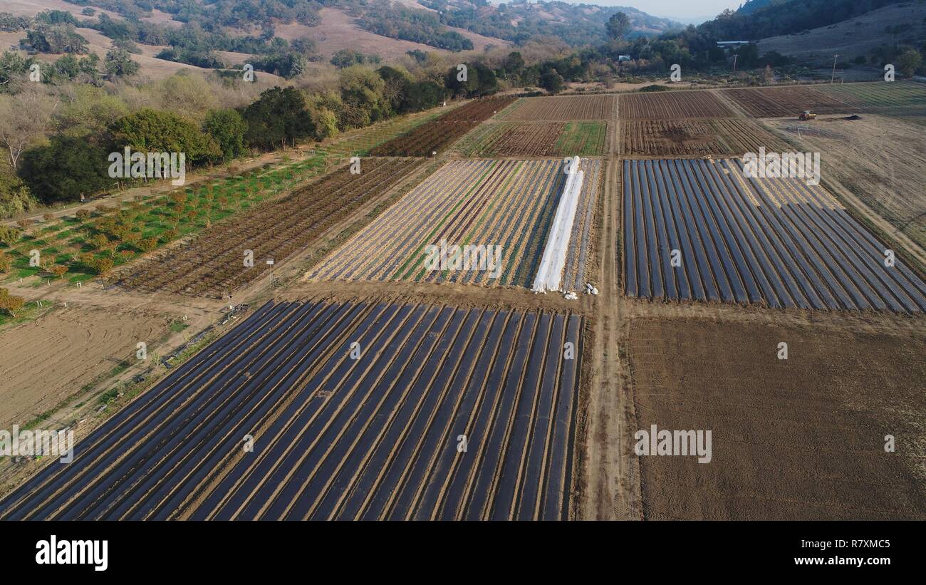 Aerial photo of tidy row crops, of vegetables, fruits, legumes and ...