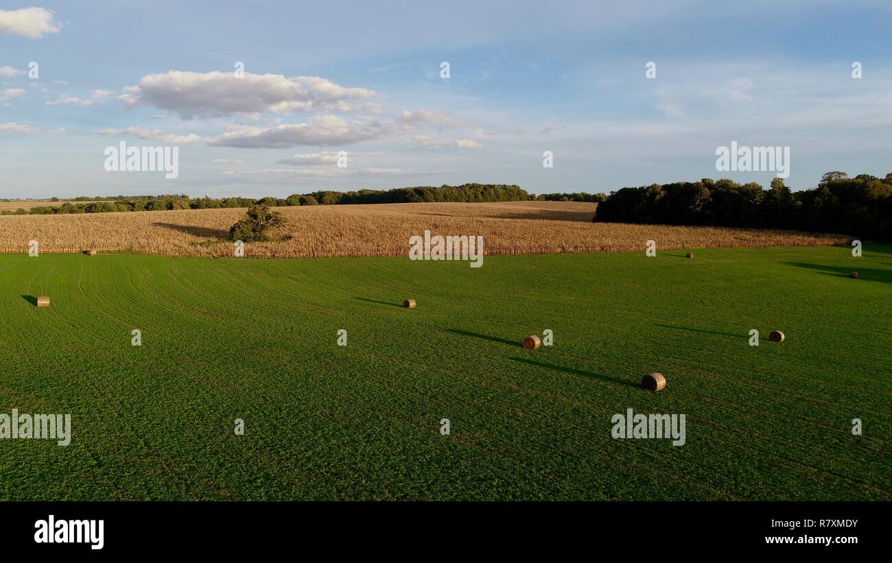 Alfalfa and corn crops hi-res stock photography and images - Alamy