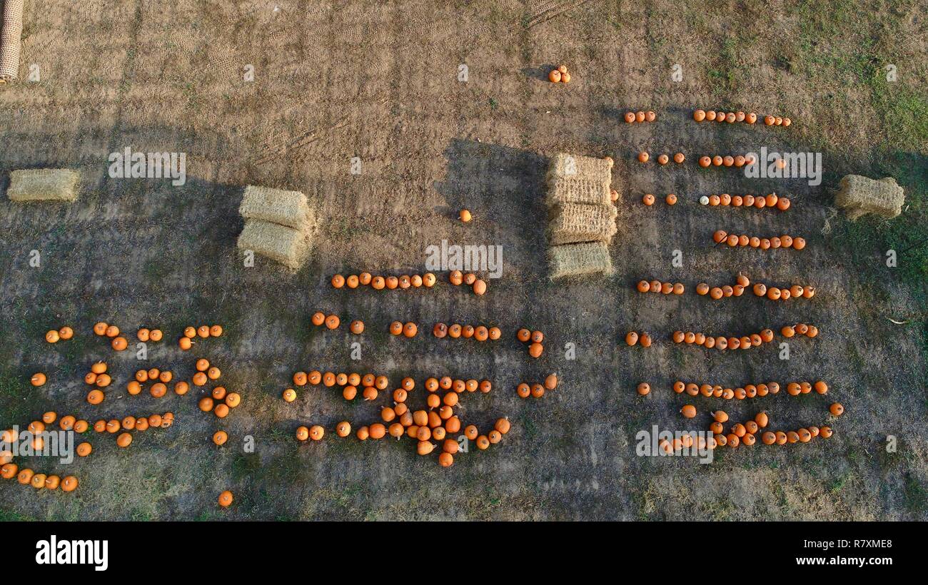 Aerial photo overhead & above harvested orange pumpkins lined up next ...