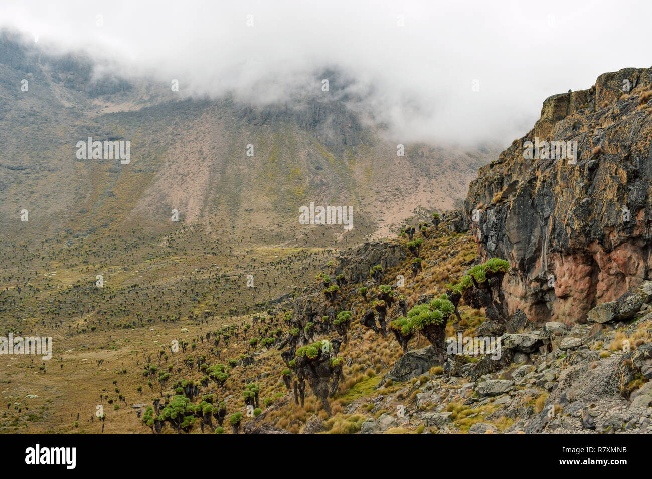 Giant groundsels with Mount Kenya at the background as seen from Sirmon ...