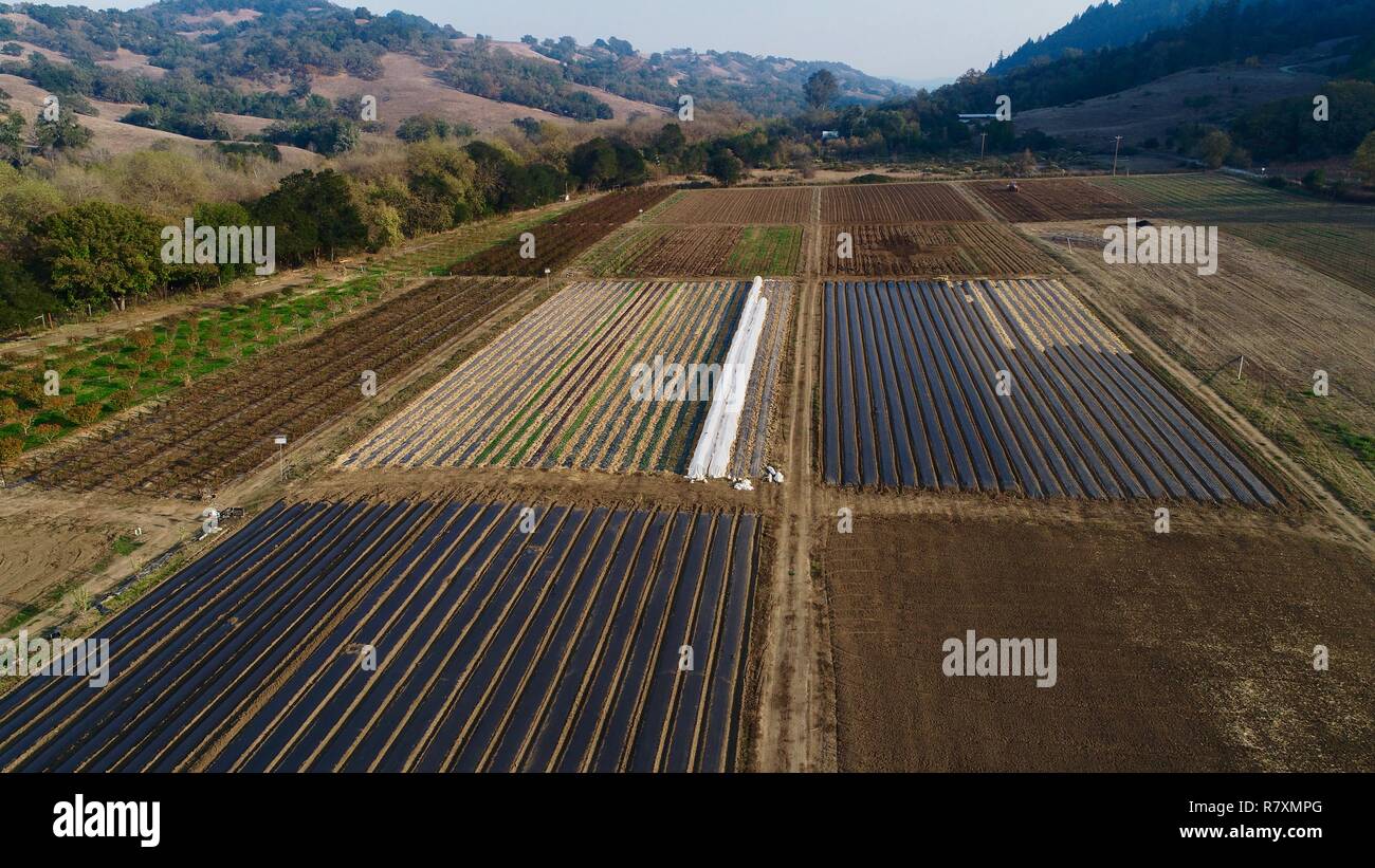 Aerial photo of tidy row crops, of vegetables, fruits, legumes and ...