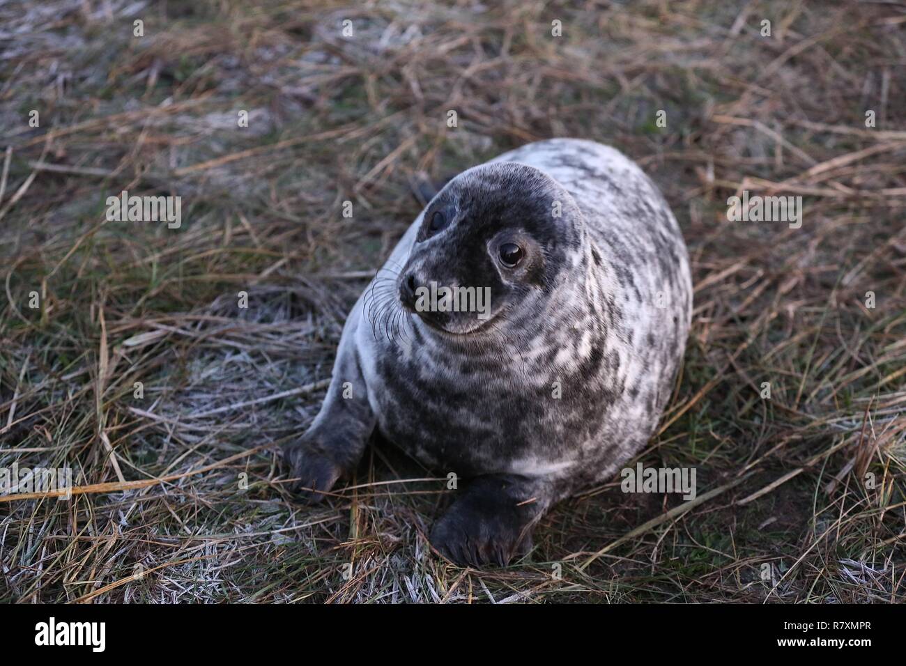 Donna Nook Seal reserve Lincolnshire 2018 Stock Photo - Alamy