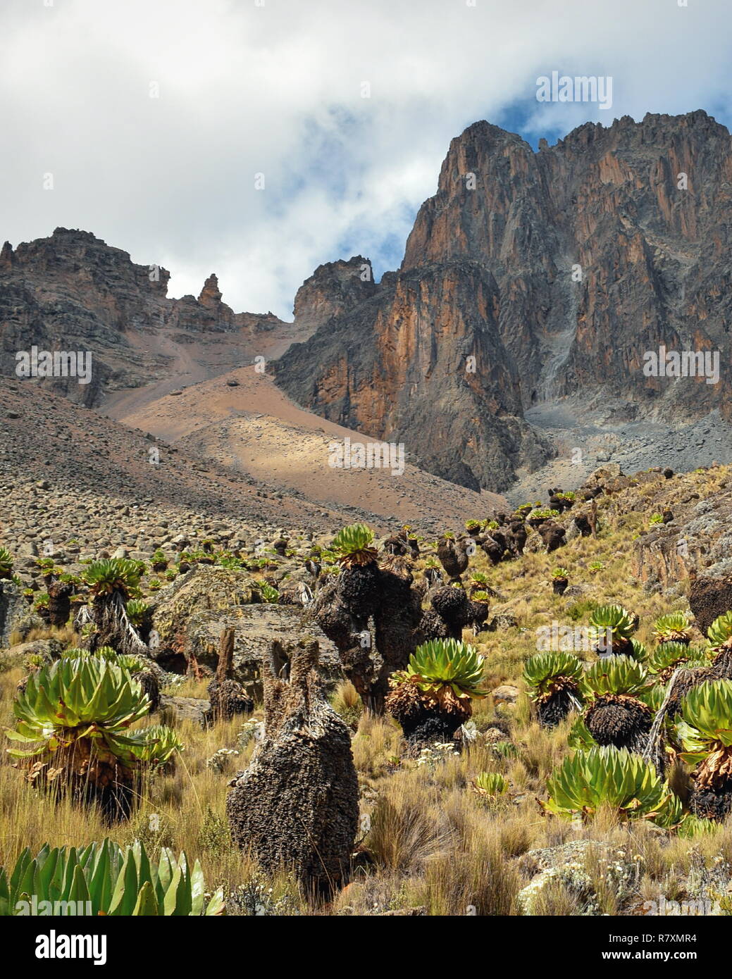 Giant groundsels with Mount Kenya at the background as seen from Sirmon ...