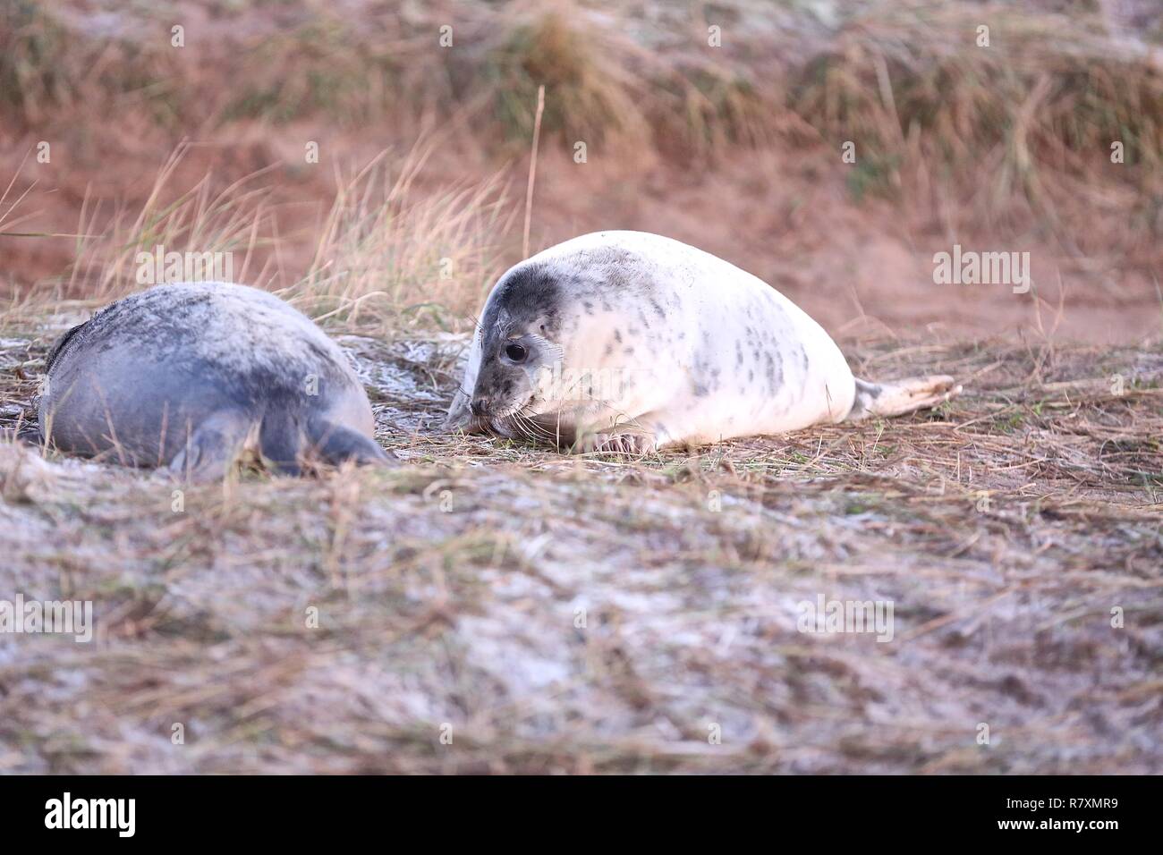 Donna Nook Seal reserve Lincolnshire 2018 Stock Photo - Alamy