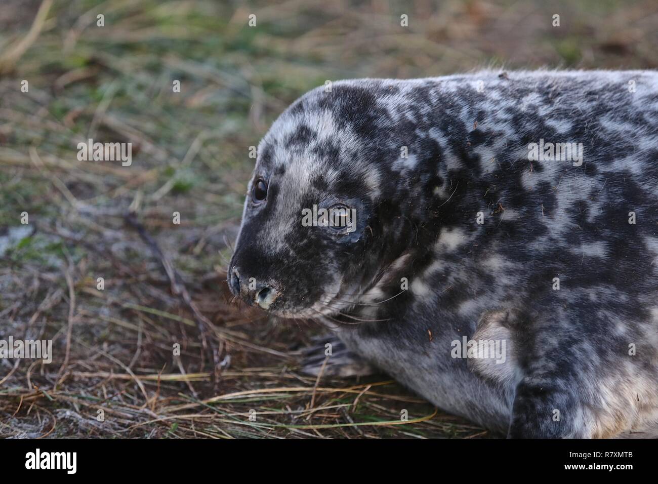 The first seal pups year hi-res stock photography and images - Alamy
