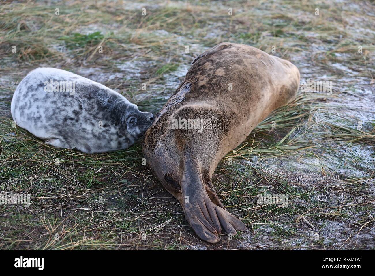 Donna Nook Seal reserve Lincolnshire 2018 Stock Photo - Alamy