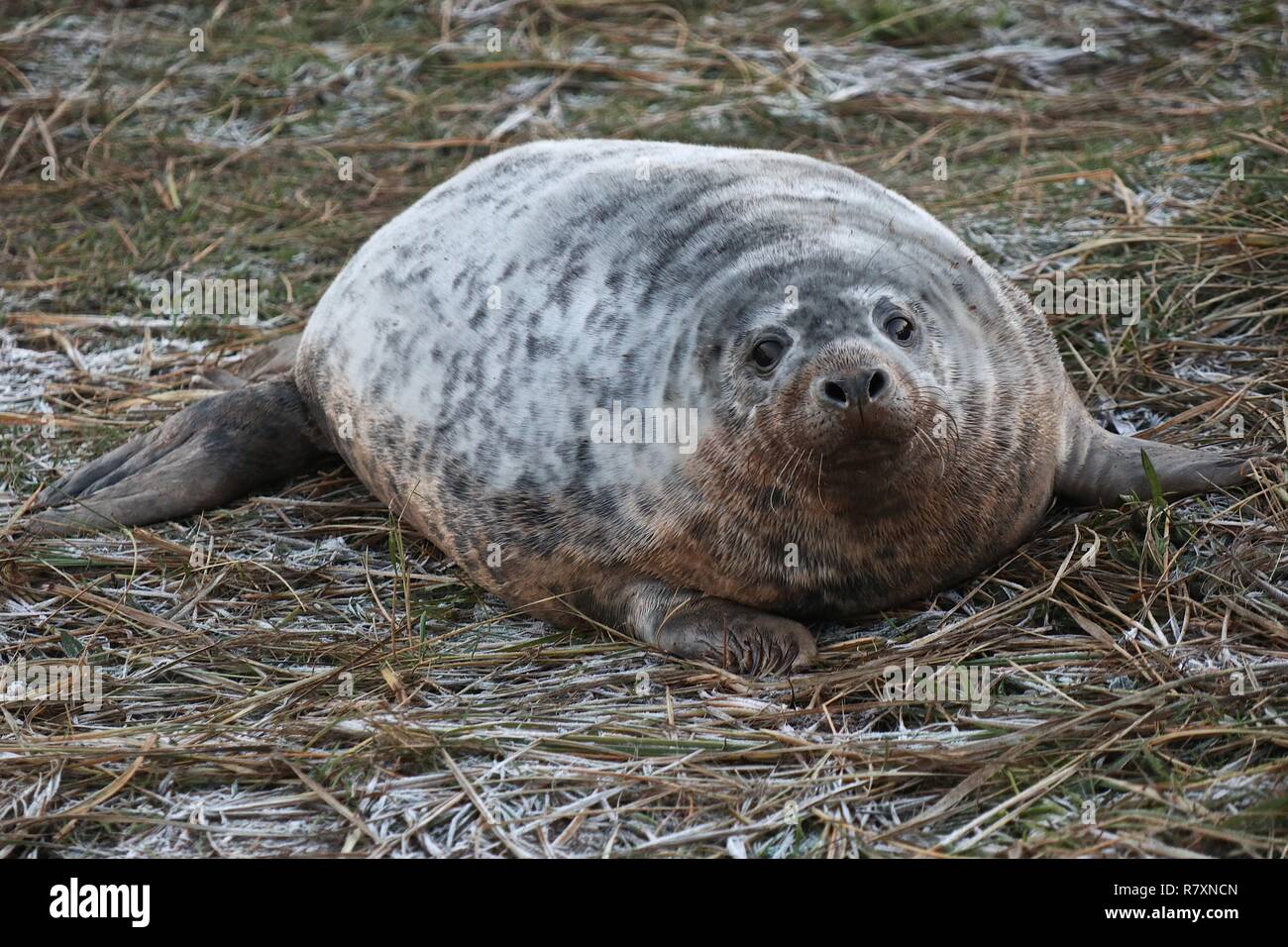 Donna Nook Seal reserve Lincolnshire 2018 Stock Photo - Alamy