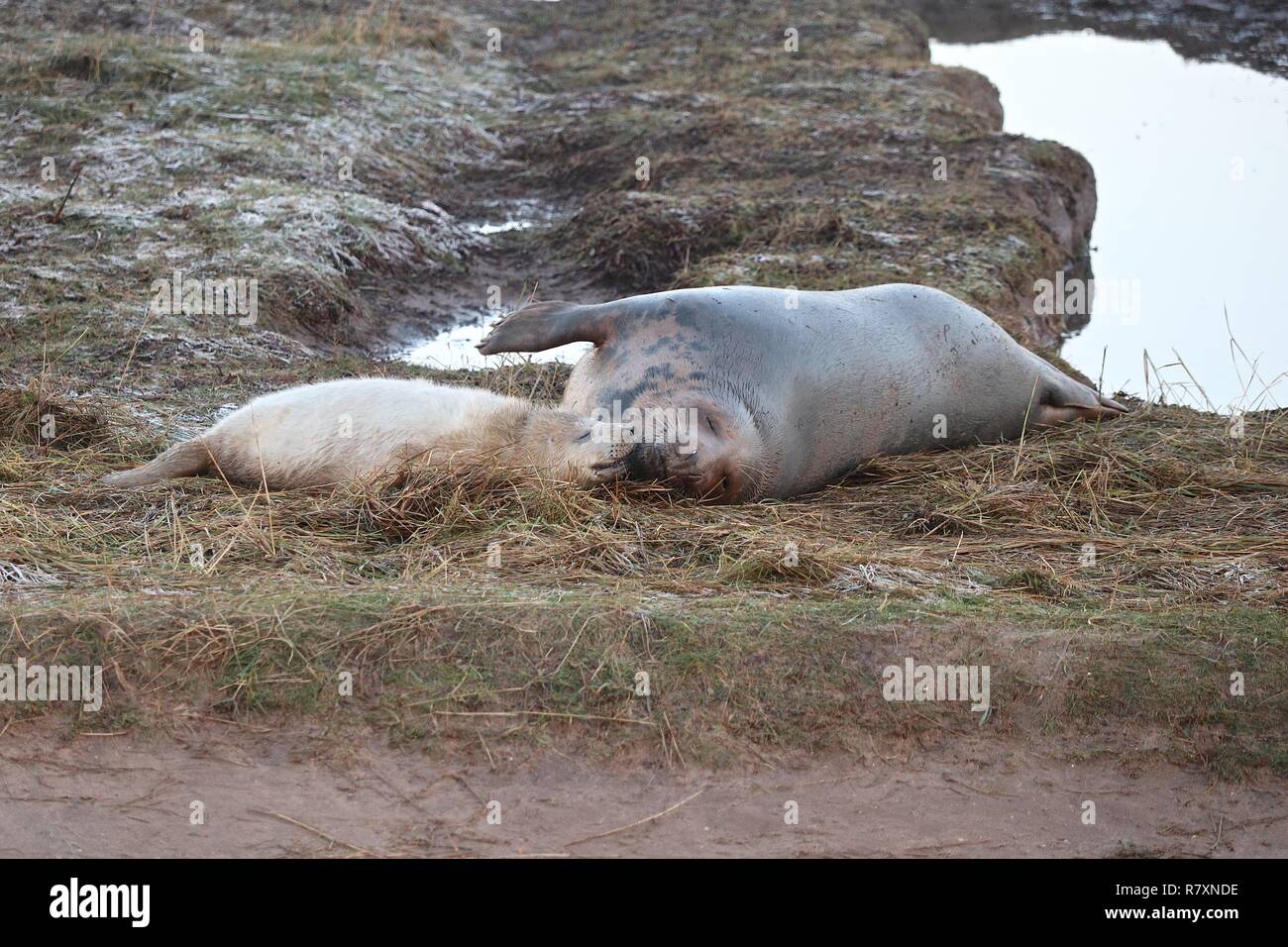 Donna Nook Seal reserve Lincolnshire 2018 Stock Photo - Alamy