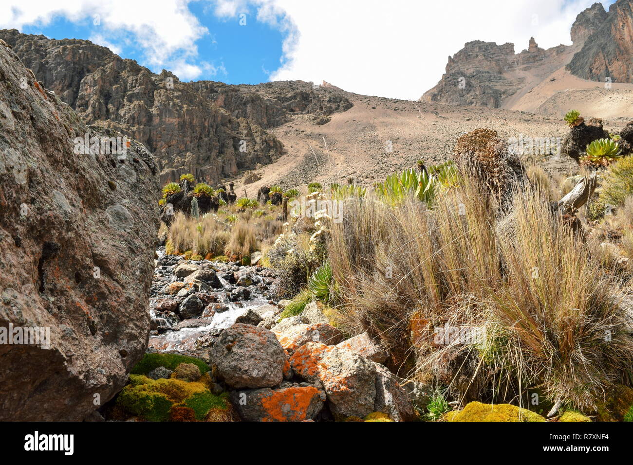 Giant groundsels with Mount Kenya at the background as seen from Sirmon ...